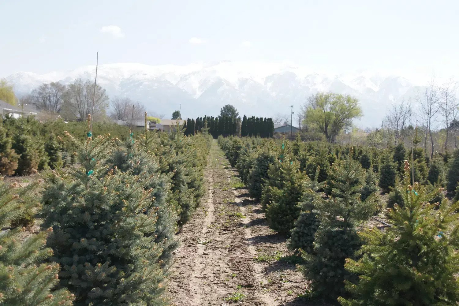 Utah Tree Farm and Tree Nursery - LaytonScape