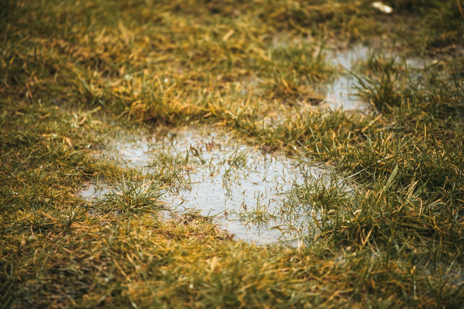 9 Signs Your Yard Needs Better Water Drainage | LaytonScape