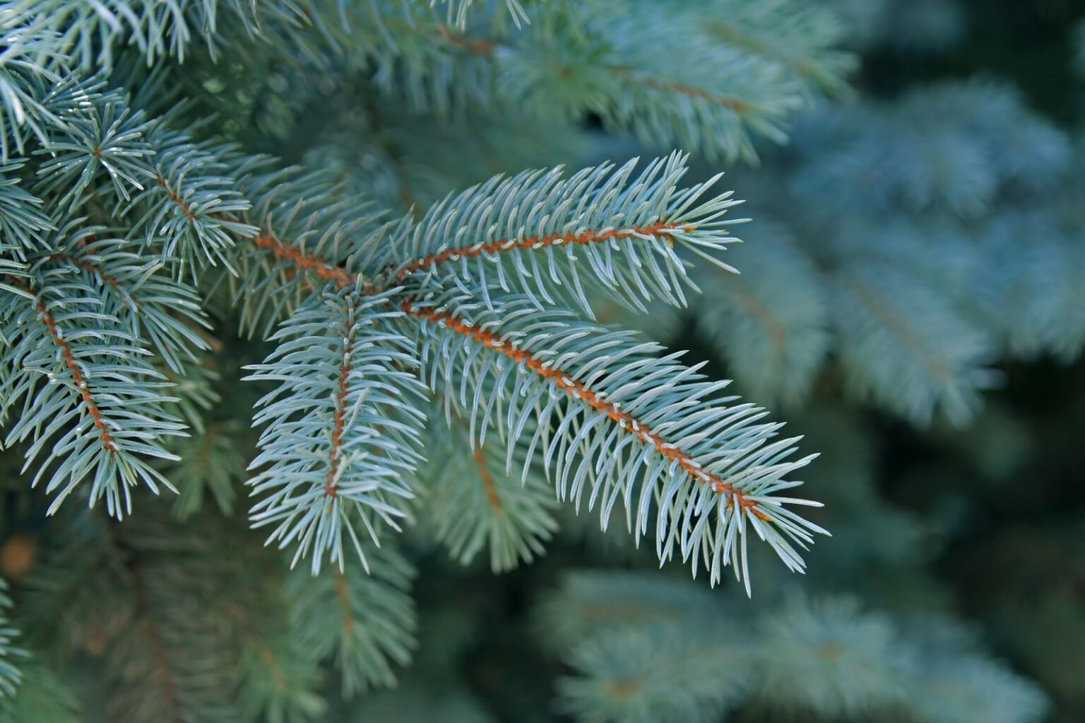 Ultimate Guide to Caring for Blue Spruce | LaytonScape