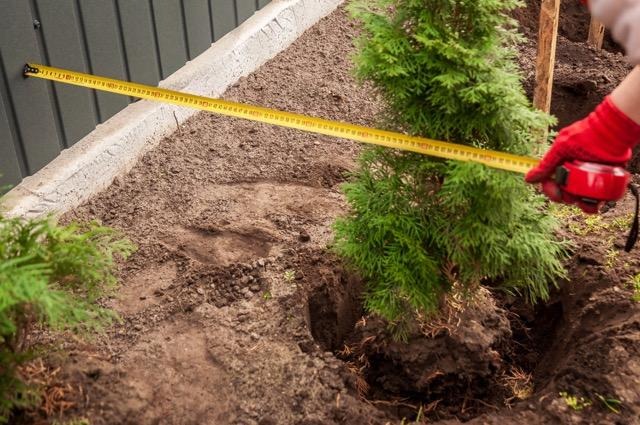 How to Choose the Best Evergreen Trees for Utah’s Climate - LaytonScape